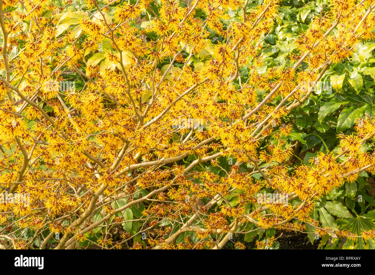 Witch hazel aurora hi-res stock photography and images - Alamy