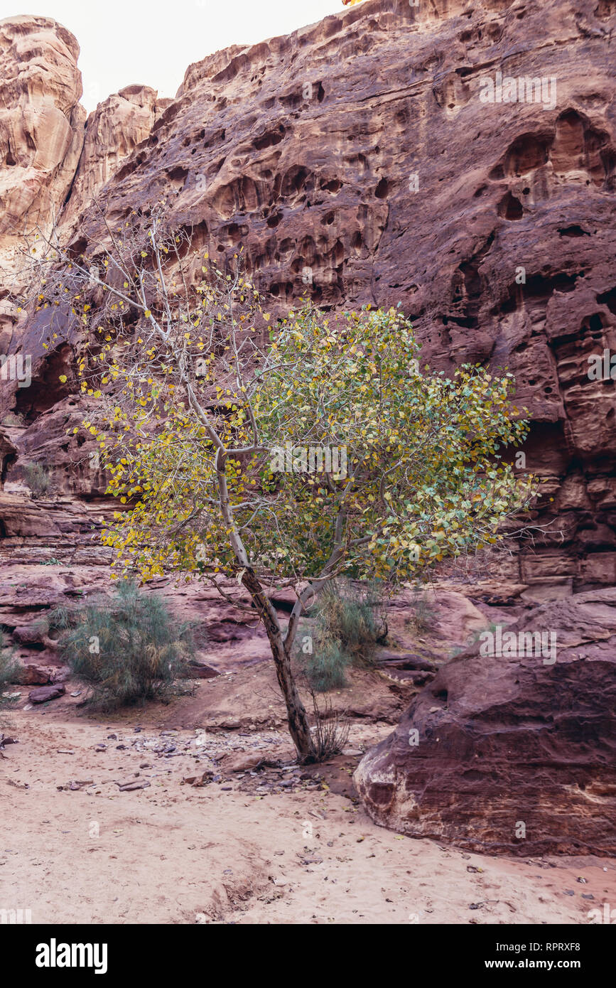 Abu Khashaba canyon in Wadi Rum valley also called Valley of the Moon ...