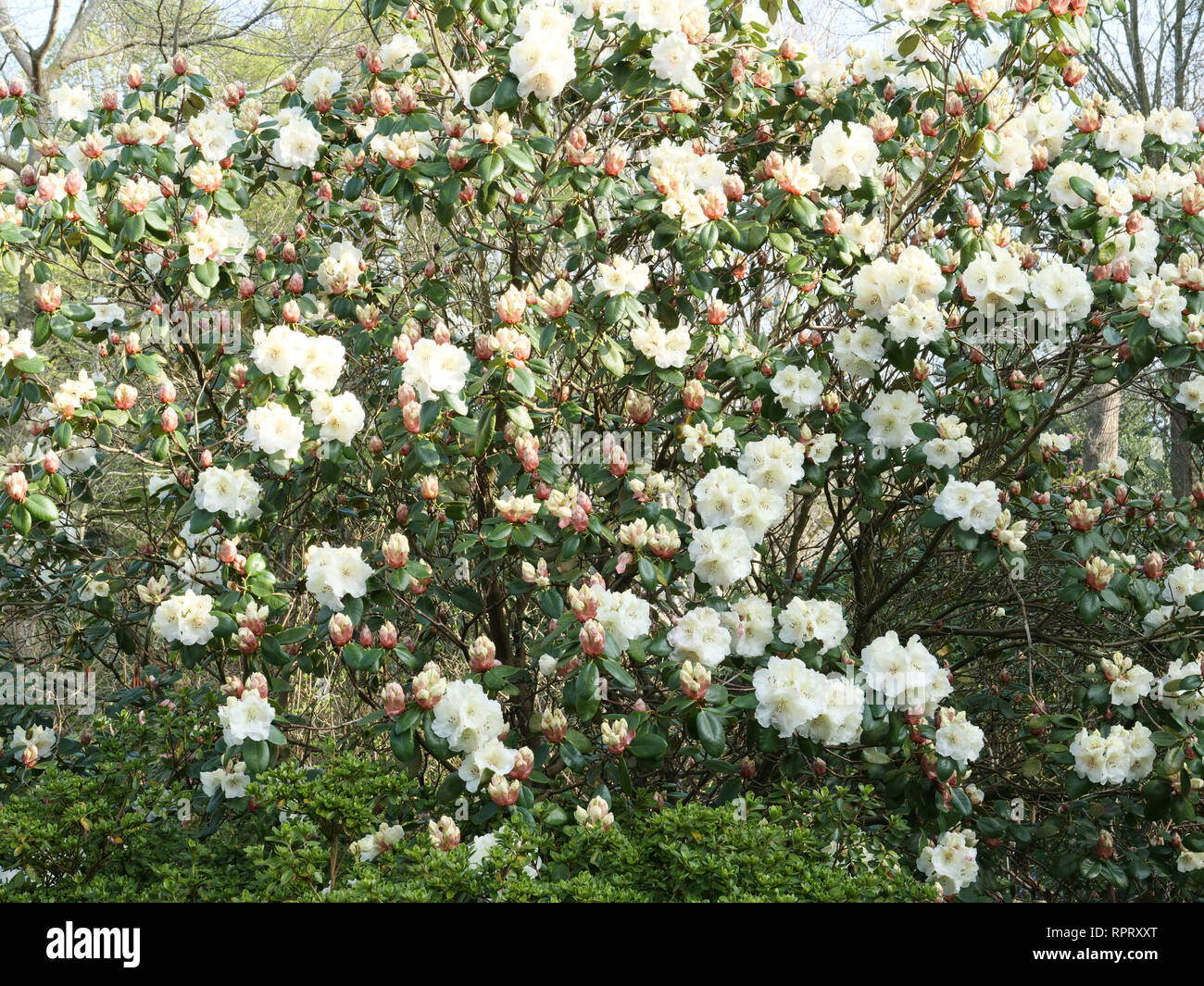 Rhododendron Rothenburg is a medium growing evergreen garden shrub with ...