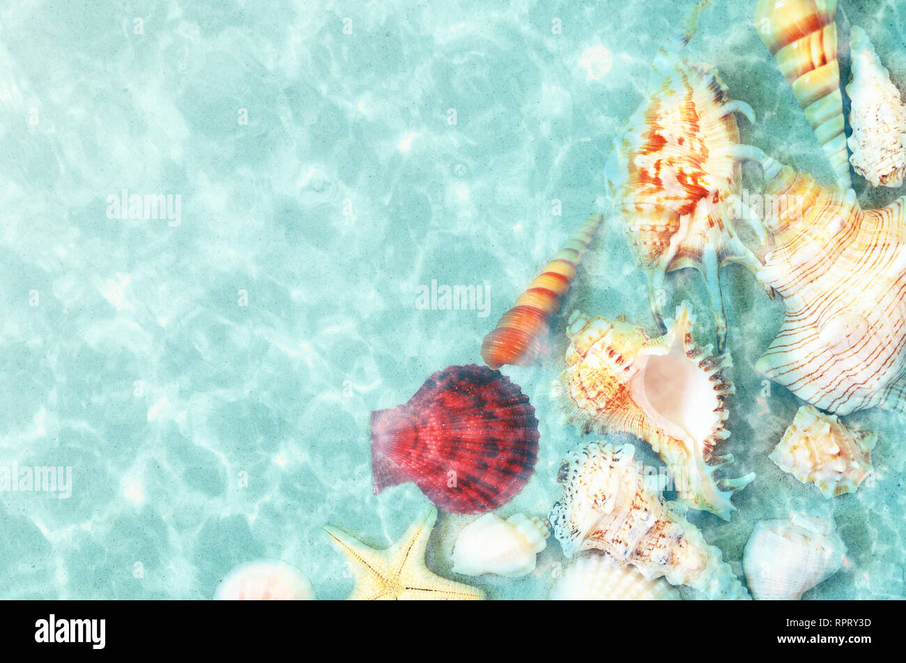 Seashell on the summer beach in sea water. Summer background. Summer ...