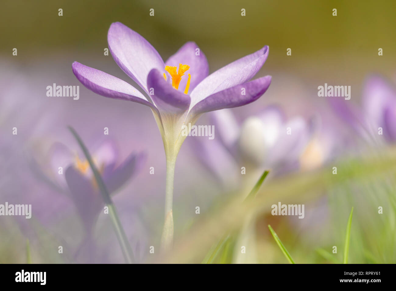 Close-up of beautiful Flowering Crocus Flowers in Spring. View of ...