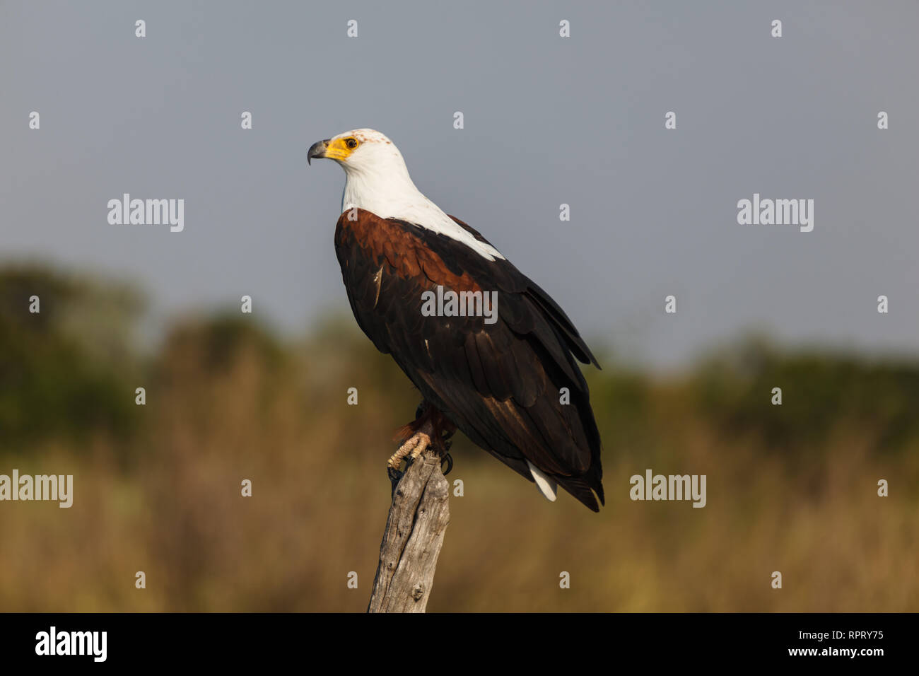 Eagle searching prey hi-res stock photography and images - Alamy