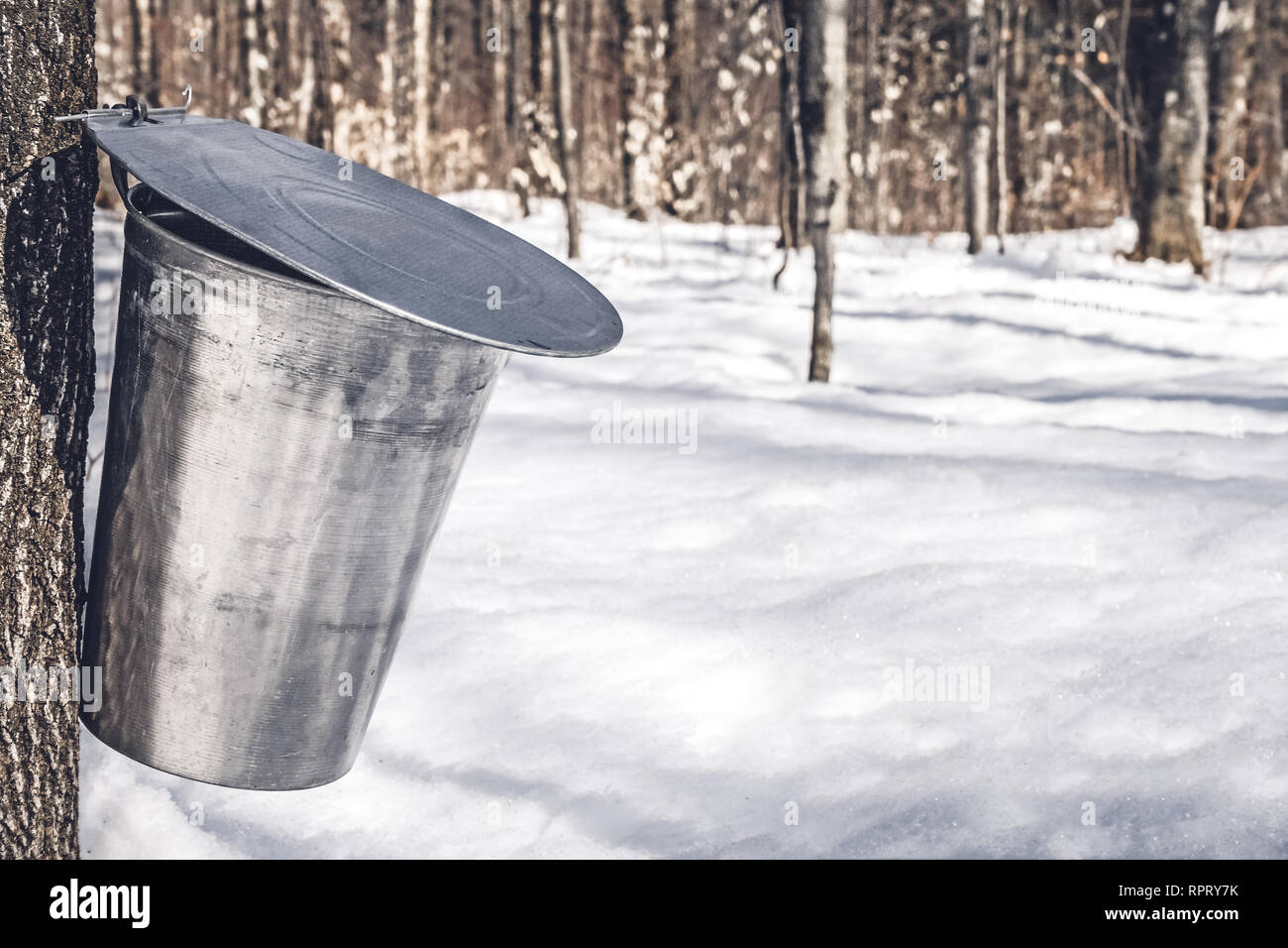 Collecting sap for traditional maple syrup production in Quebec. Maple ...