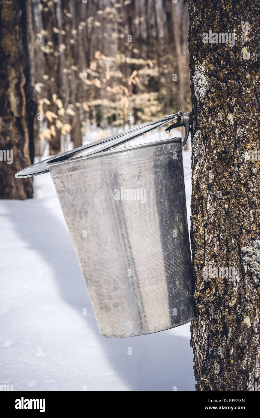 Maple syrup season. Droplets of maple sap falling into a metal bucket ...