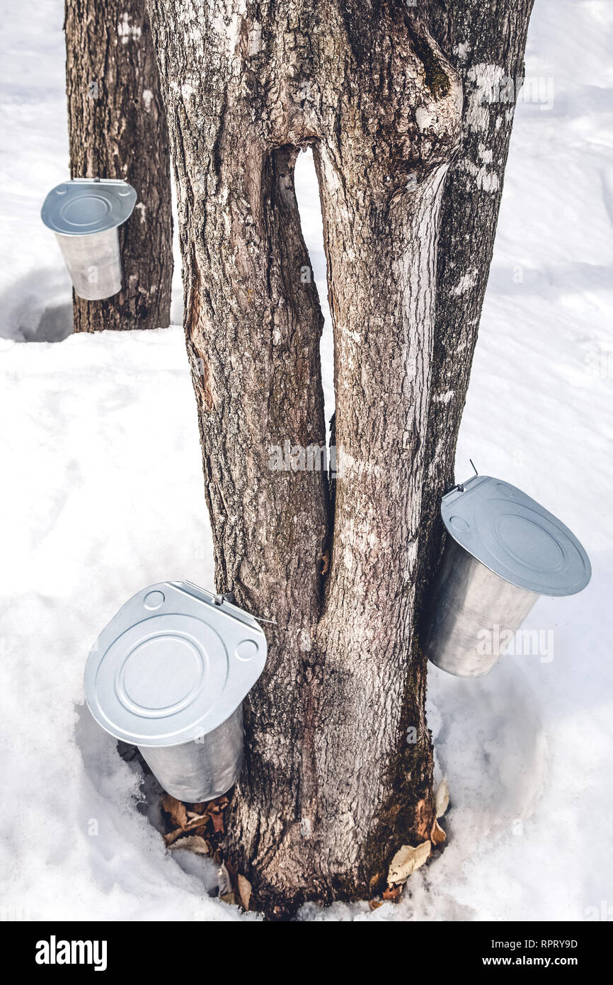 Springtime in Quebec, Canada. Producing maple syrup in a traditional ...