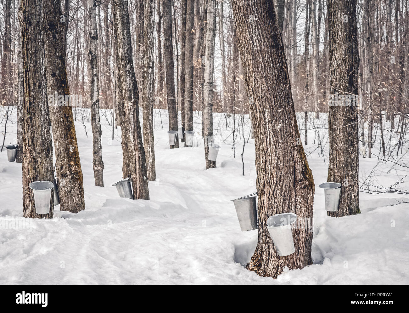 Maple Tree Syrup Bucket High Resolution Stock Photography and Images ...