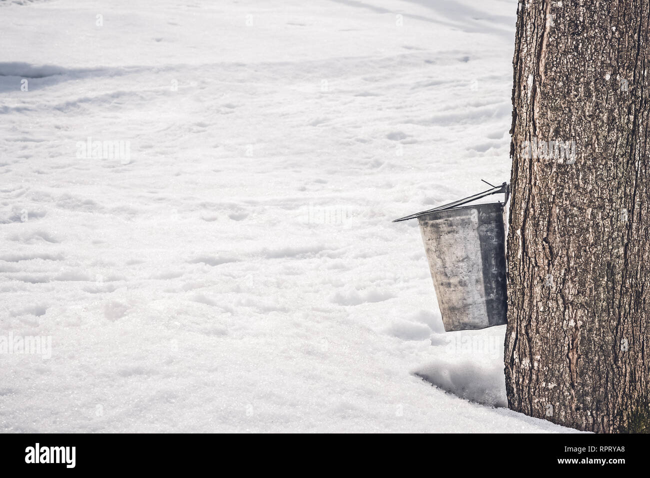 Collecting sap into a pail attached to a big maple tree, surrounded by ...
