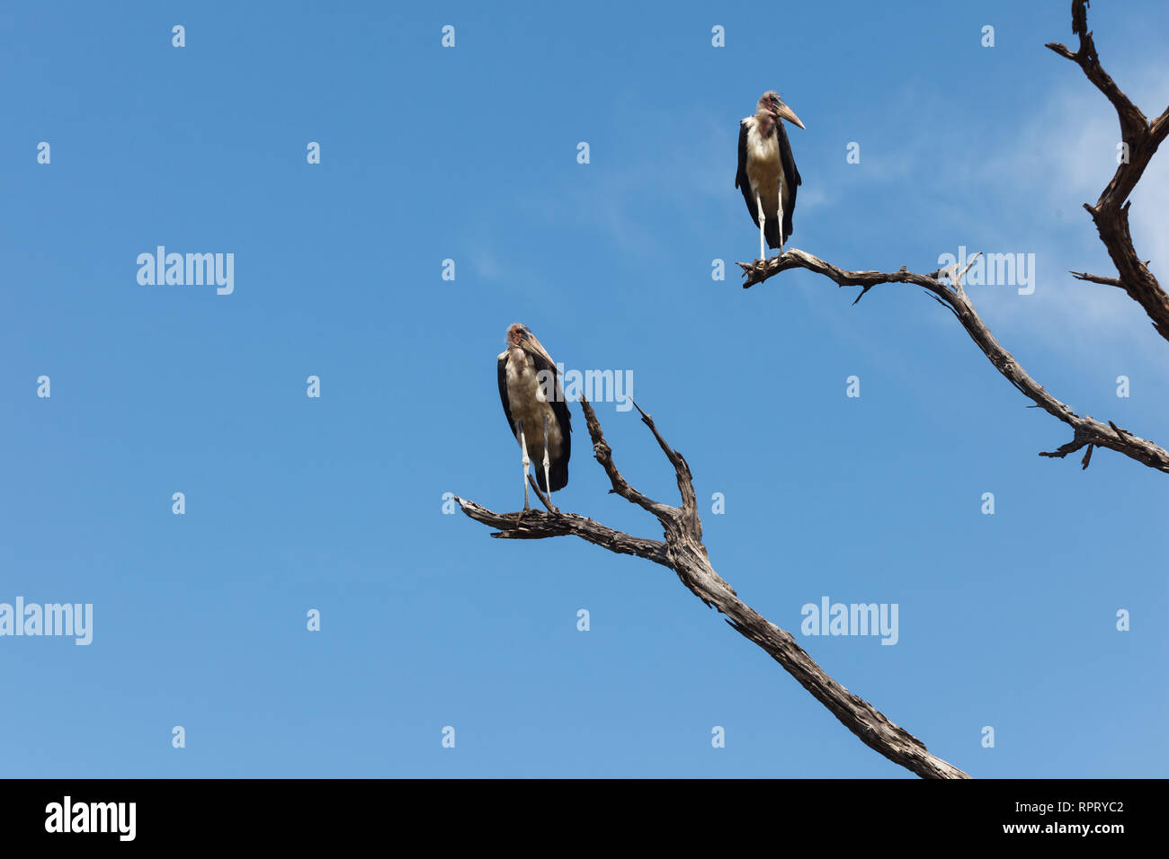 Dead crane hi-res stock photography and images - Alamy