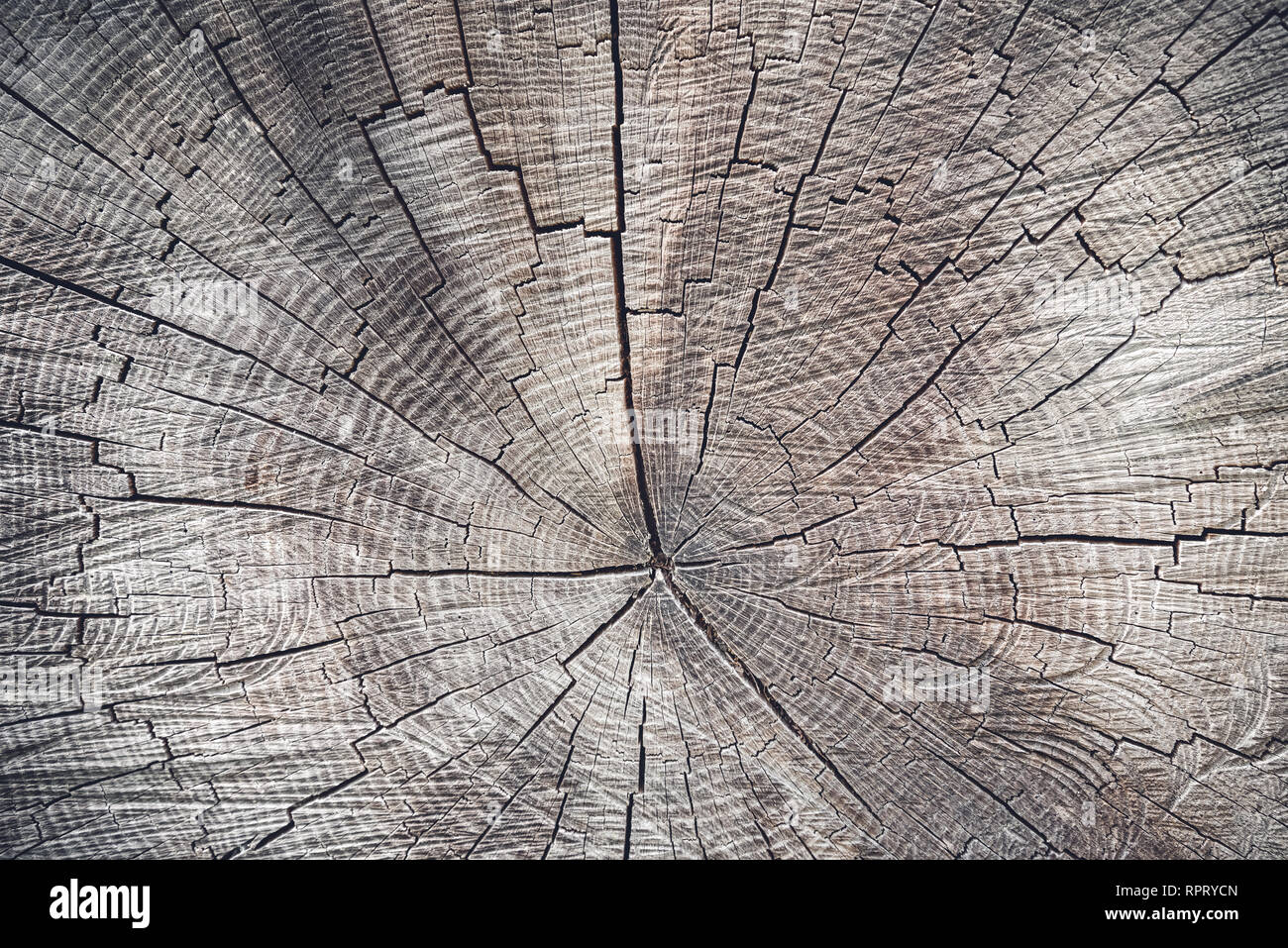 Cross section of a tree hi-res stock photography and images - Alamy