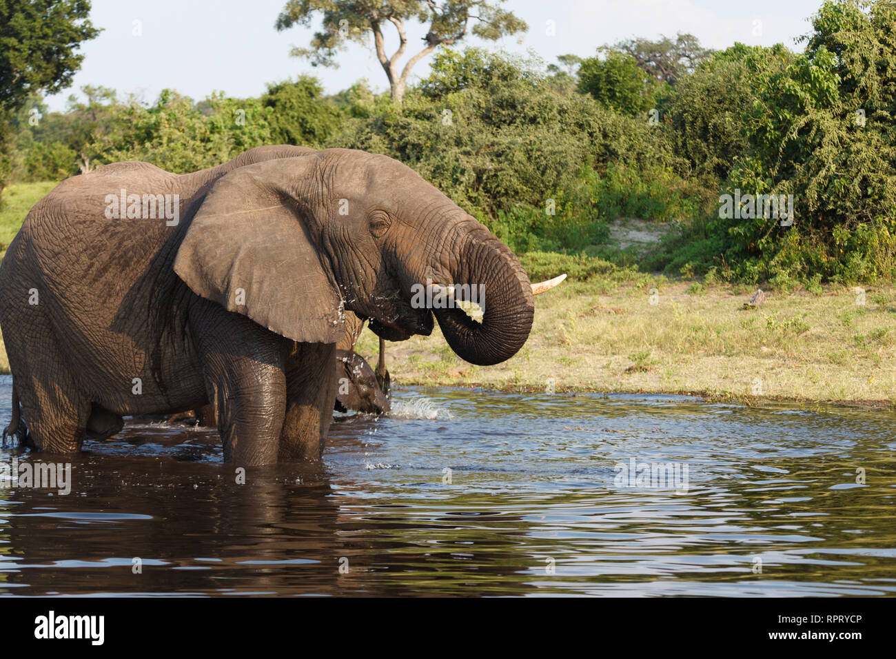 Closeup of group of elephants drinking and bathing in river Stock Photo - Alamy
