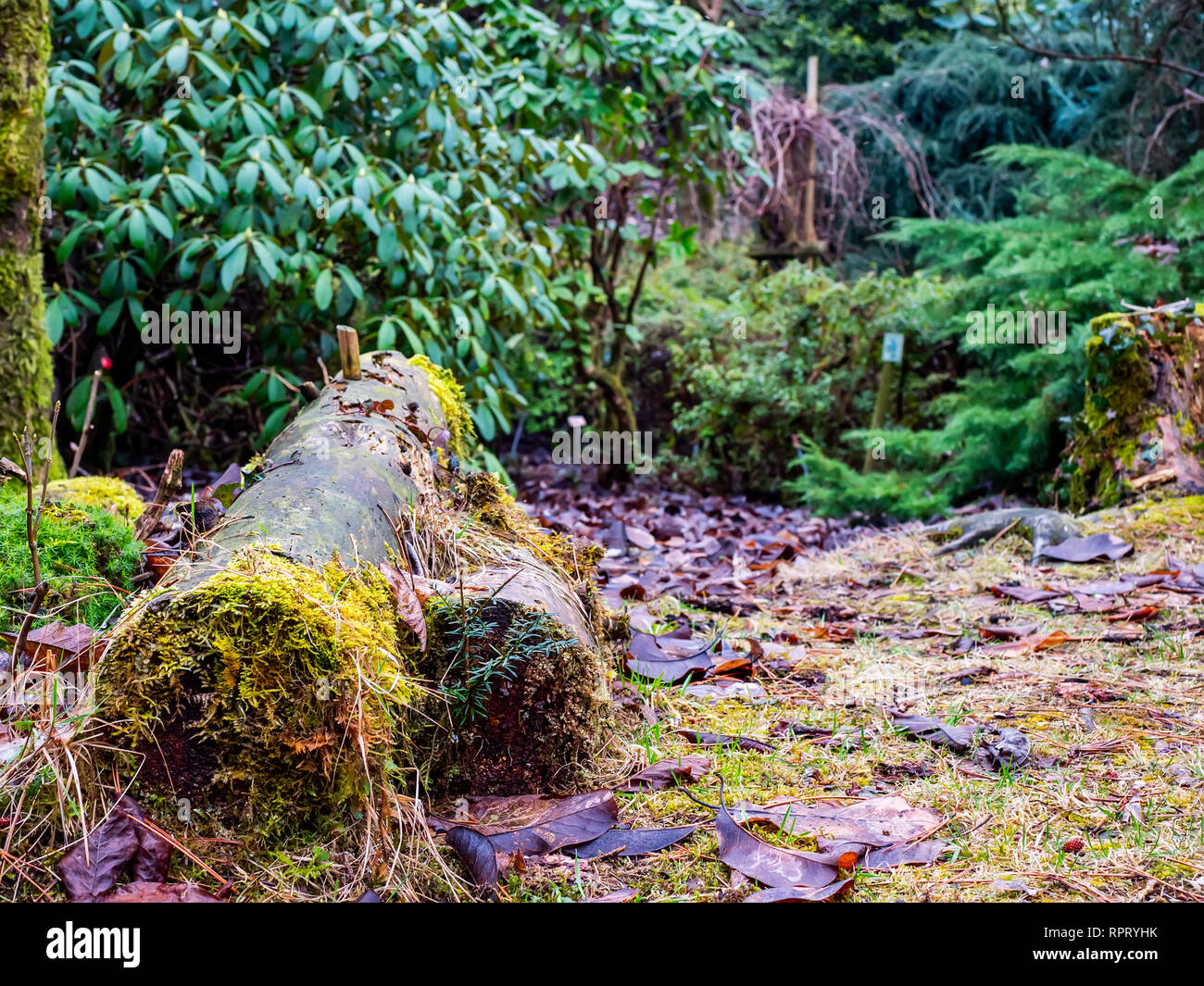 Moss and fallen leaves hi-res stock photography and images - Alamy