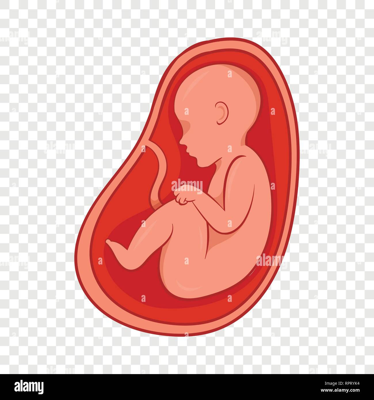 Baby in womb cartoon icon hi-res stock photography and images - Alamy