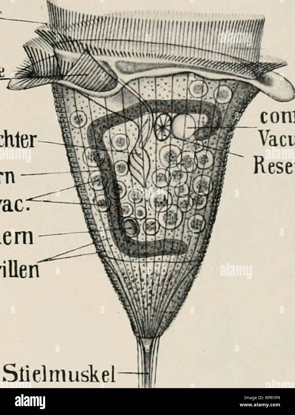 Stentor Coeruleus Labeled