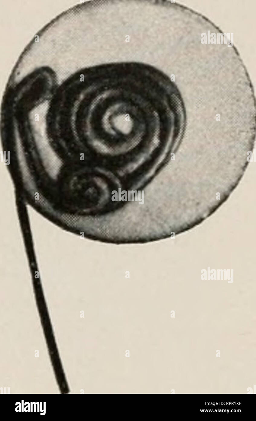 Zellgewebe hi-res stock photography and images - Alamy