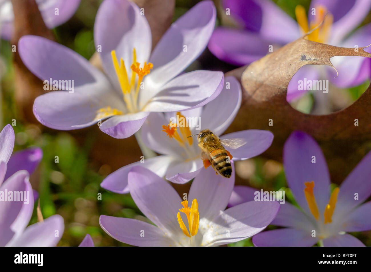 Bees pollinate Crocuses. Close-up of blooming Crocus flowers on a sunny ...