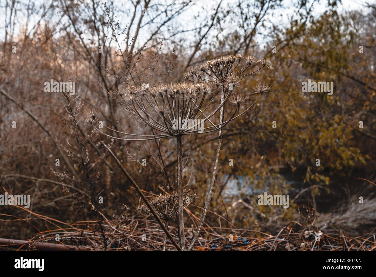 Dry autumn plants grow in the field Stock Photo - Alamy