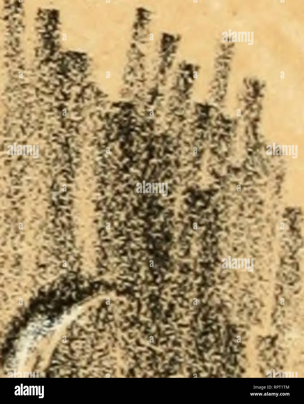 . The alphabetical drawing book, and pictorial history. [of quadrupeds ...