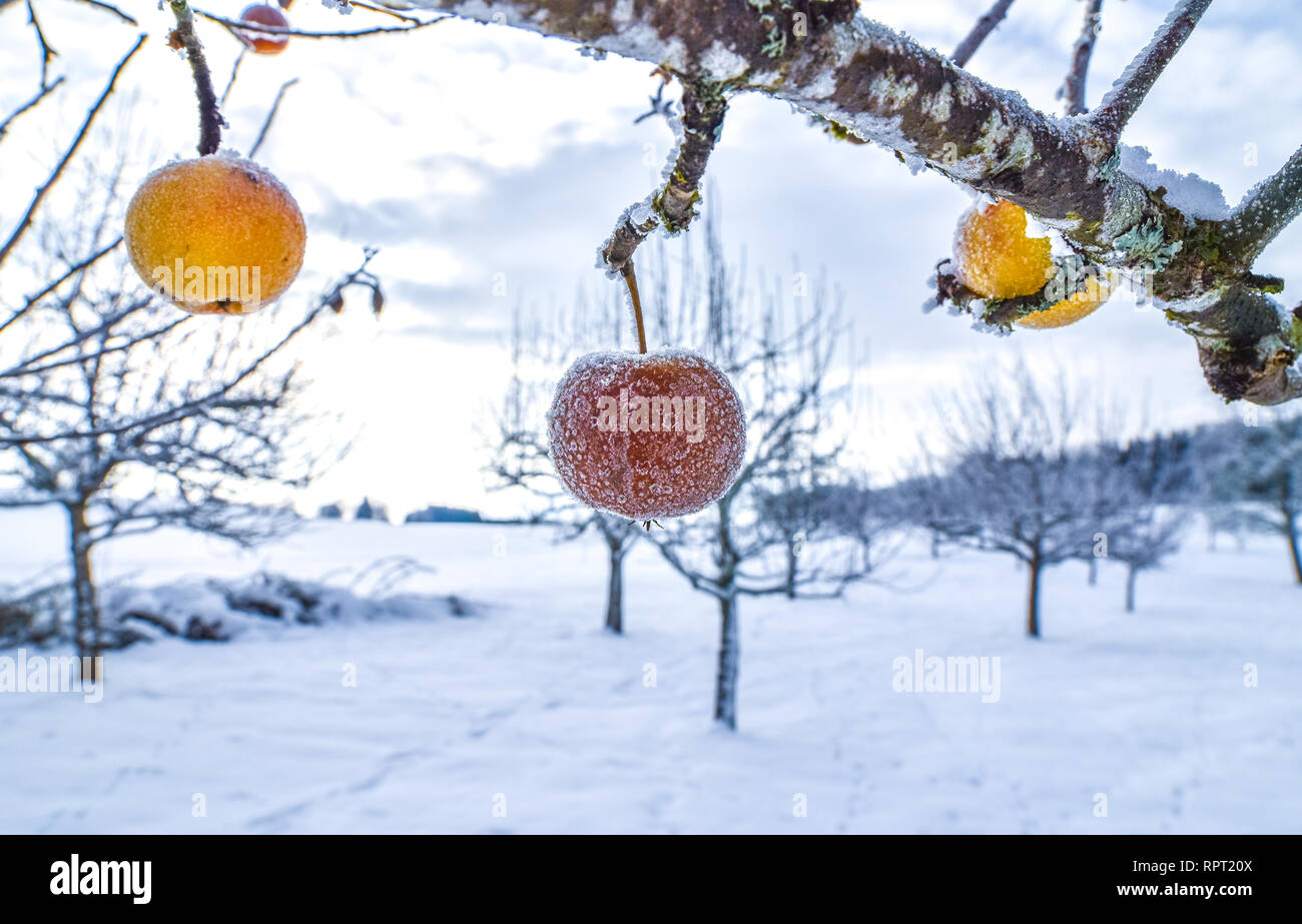 First snow on apple hi-res stock photography and images - Alamy