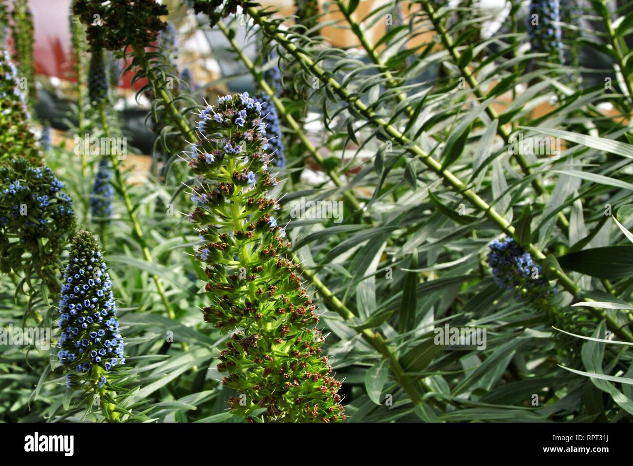Buddleja buddleia bush in winter hi-res stock photography and images ...
