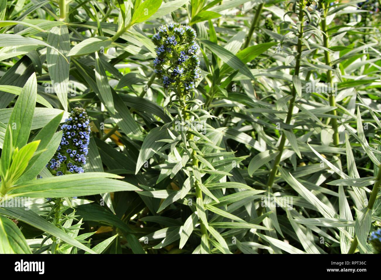 Buddleja buddleia bush in winter hi-res stock photography and images ...