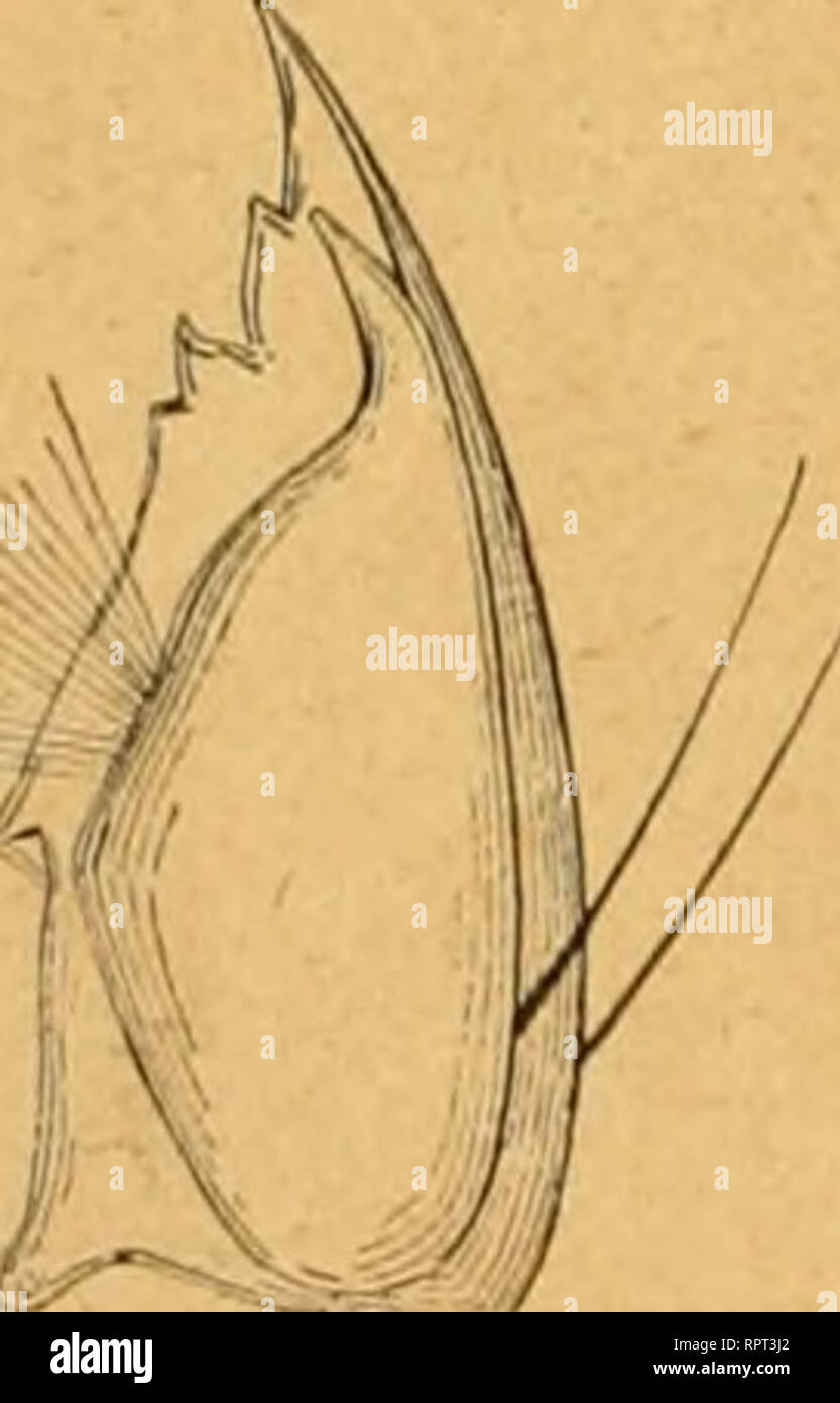 Campodeoid hi-res stock photography and images - Alamy