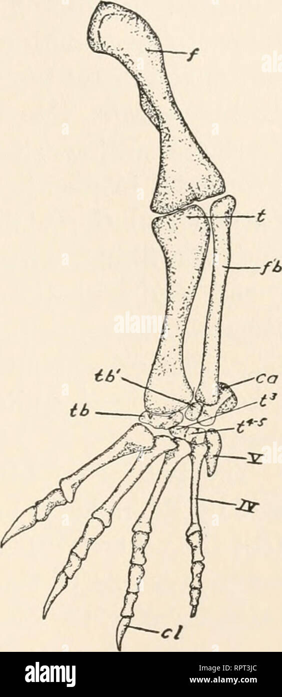 . The alligator and its allies. Alligators. The Skeleton of a division ...