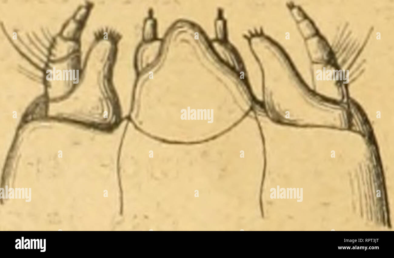 Insekten thorax hi-res stock photography and images - Alamy