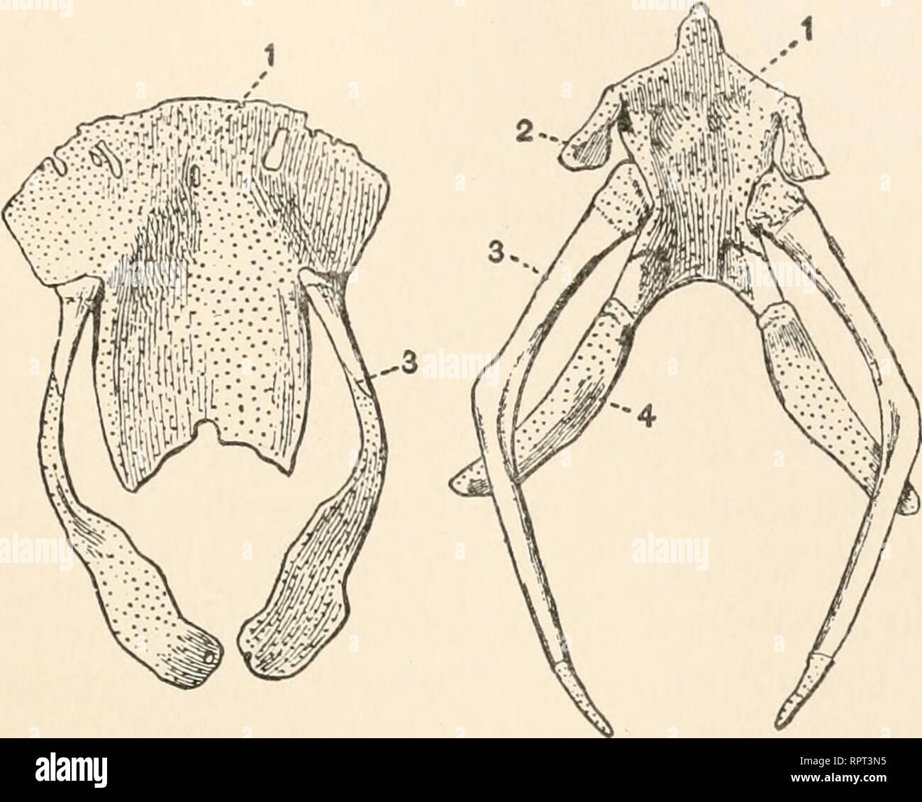 . The alligator and its allies. Alligators. The Skeleton 77 ///. The ...