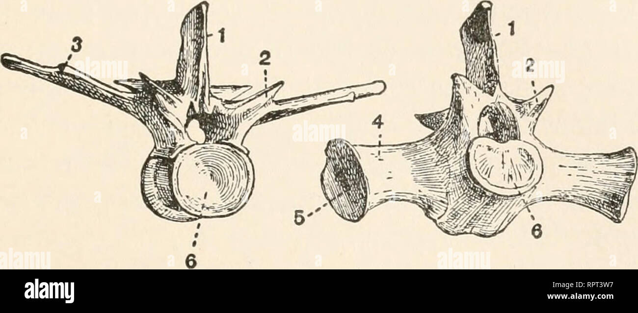 . The alligator and its allies. Alligators. The Skeleton 55 described ...