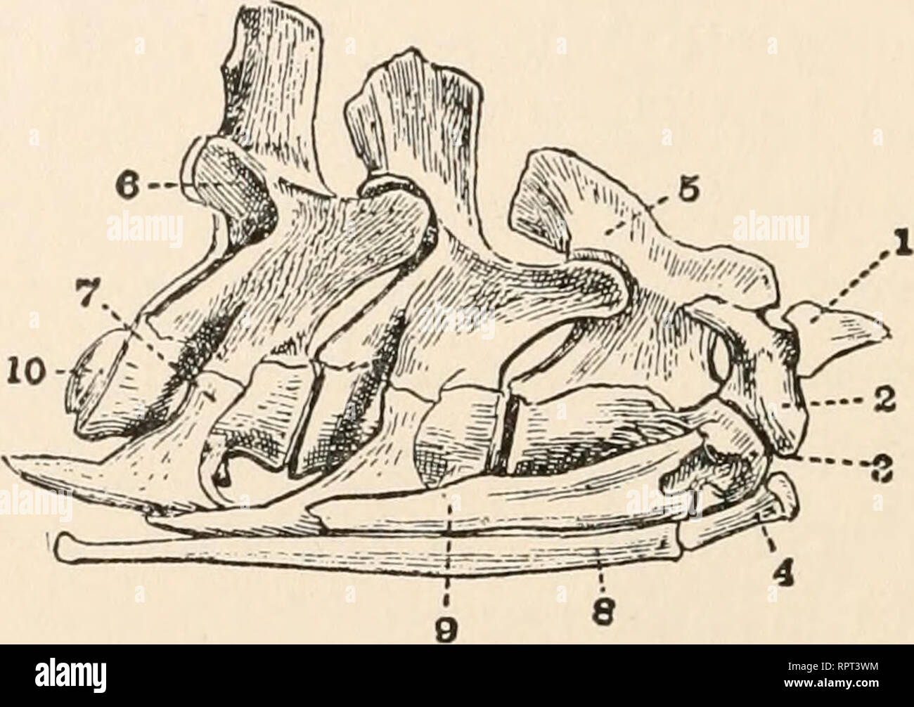 Bookauthorreeseama hi-res stock photography and images - Alamy