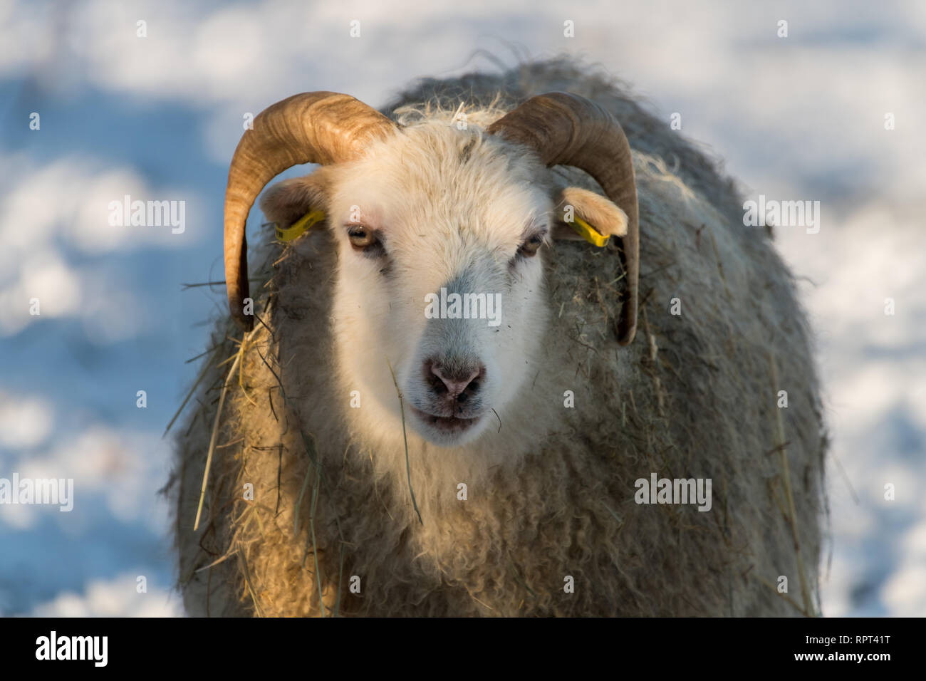 Sheep winter germany hi-res stock photography and images - Alamy