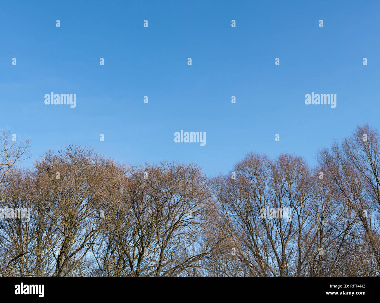 Leafless winter trees (some Ash) against a blue sky. Trees without ...