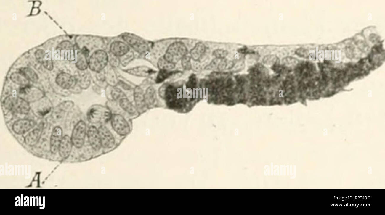 Muller cells hi-res stock photography and images - Alamy