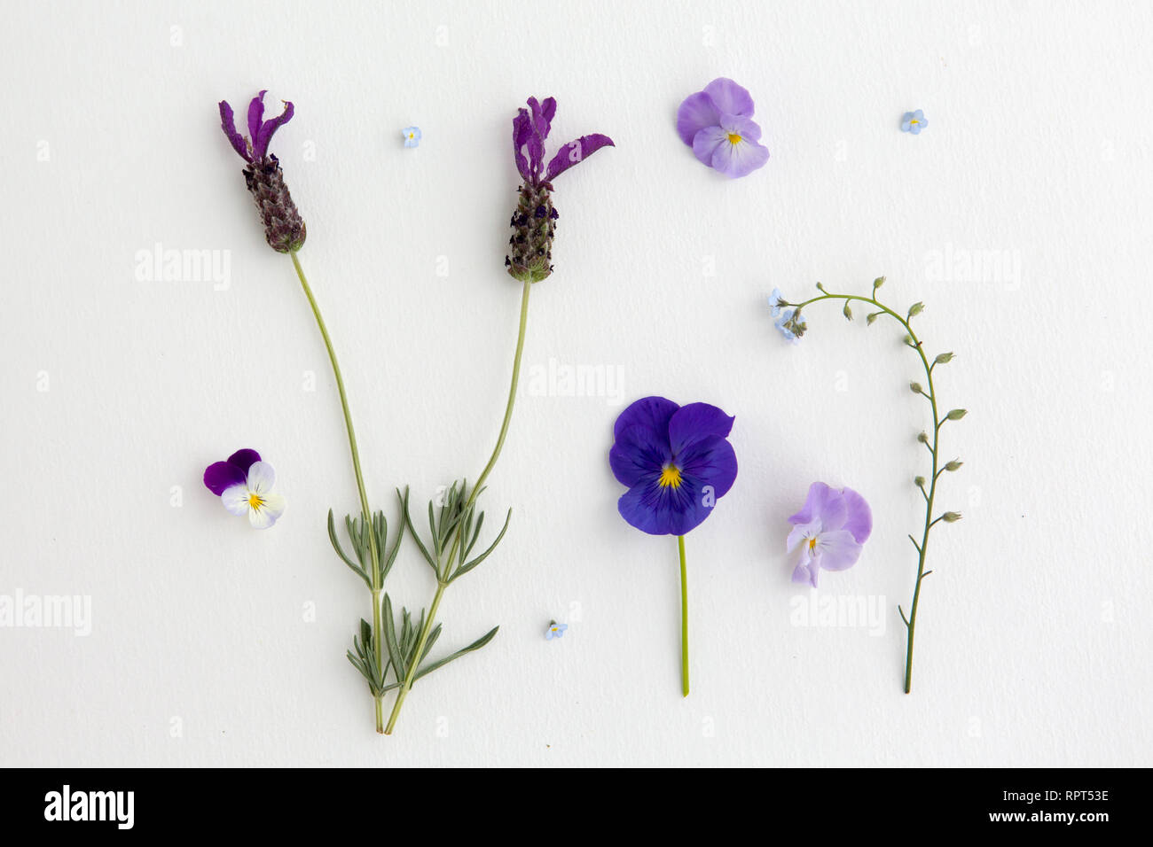 A flat lay of purple flowers on a white background Stock Photo - Alamy