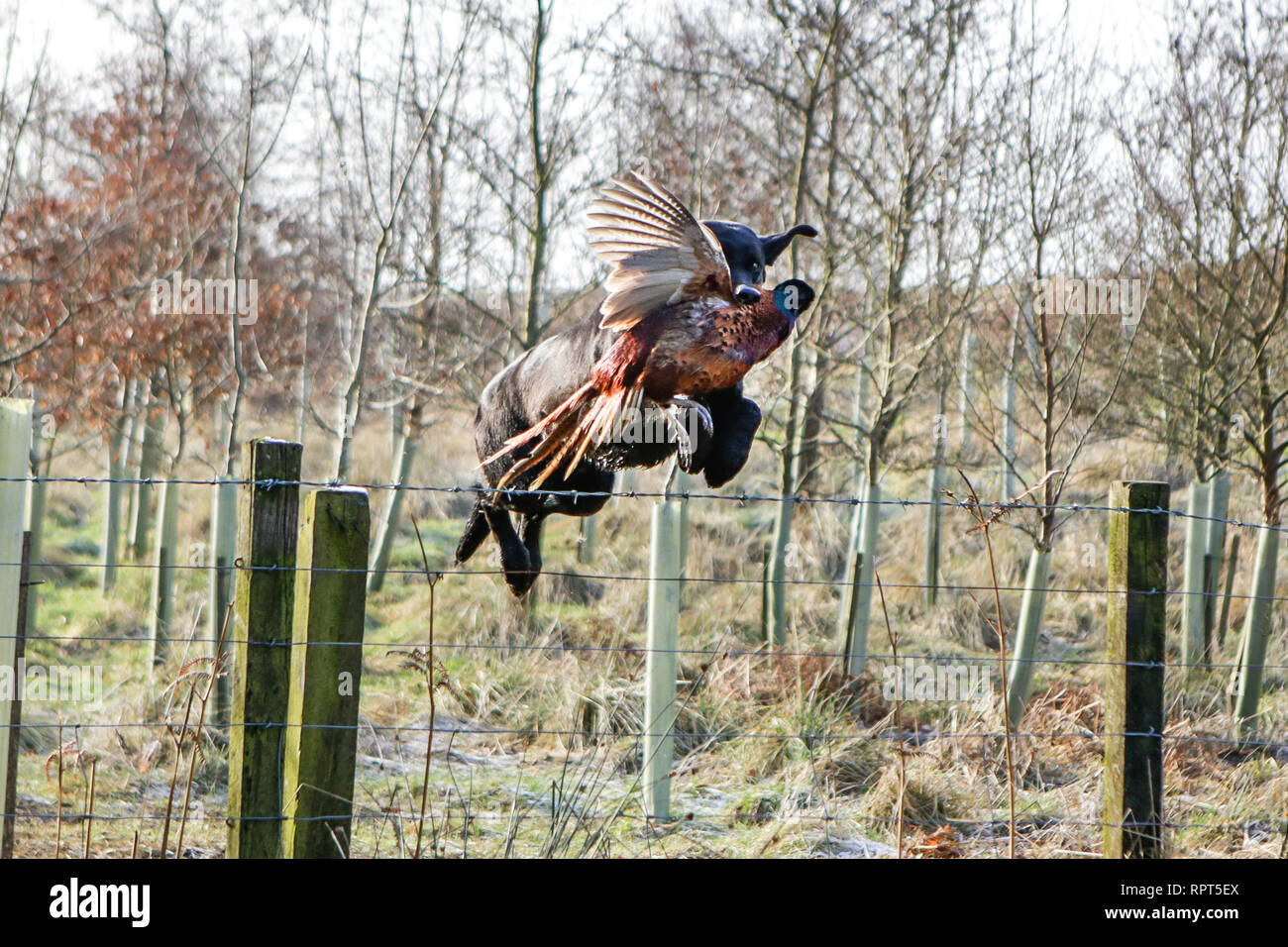 Pheasant shoot with gun dogs Stock Photo - Alamy