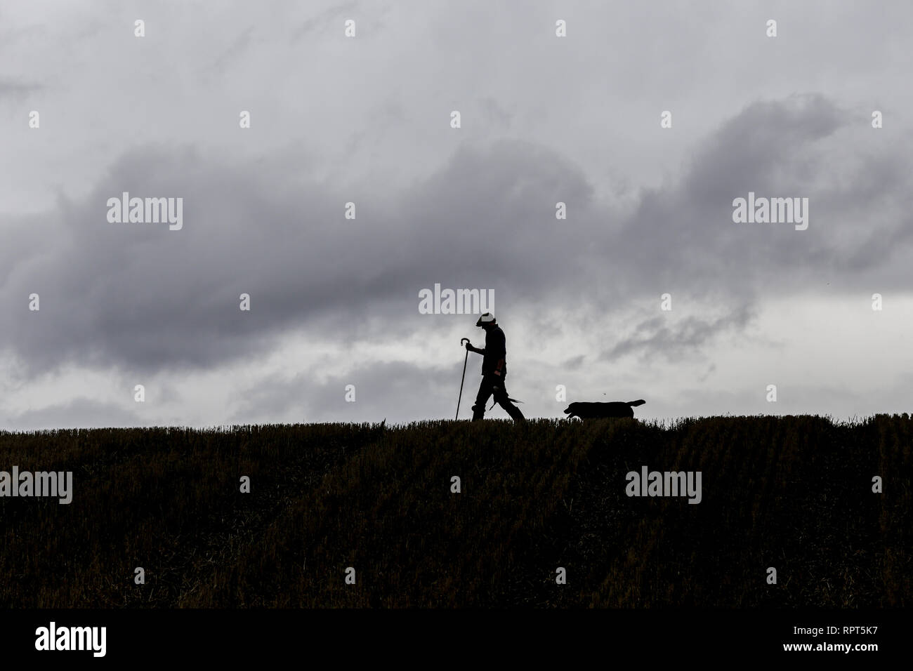 Pheasant silhouettes hi-res stock photography and images - Alamy