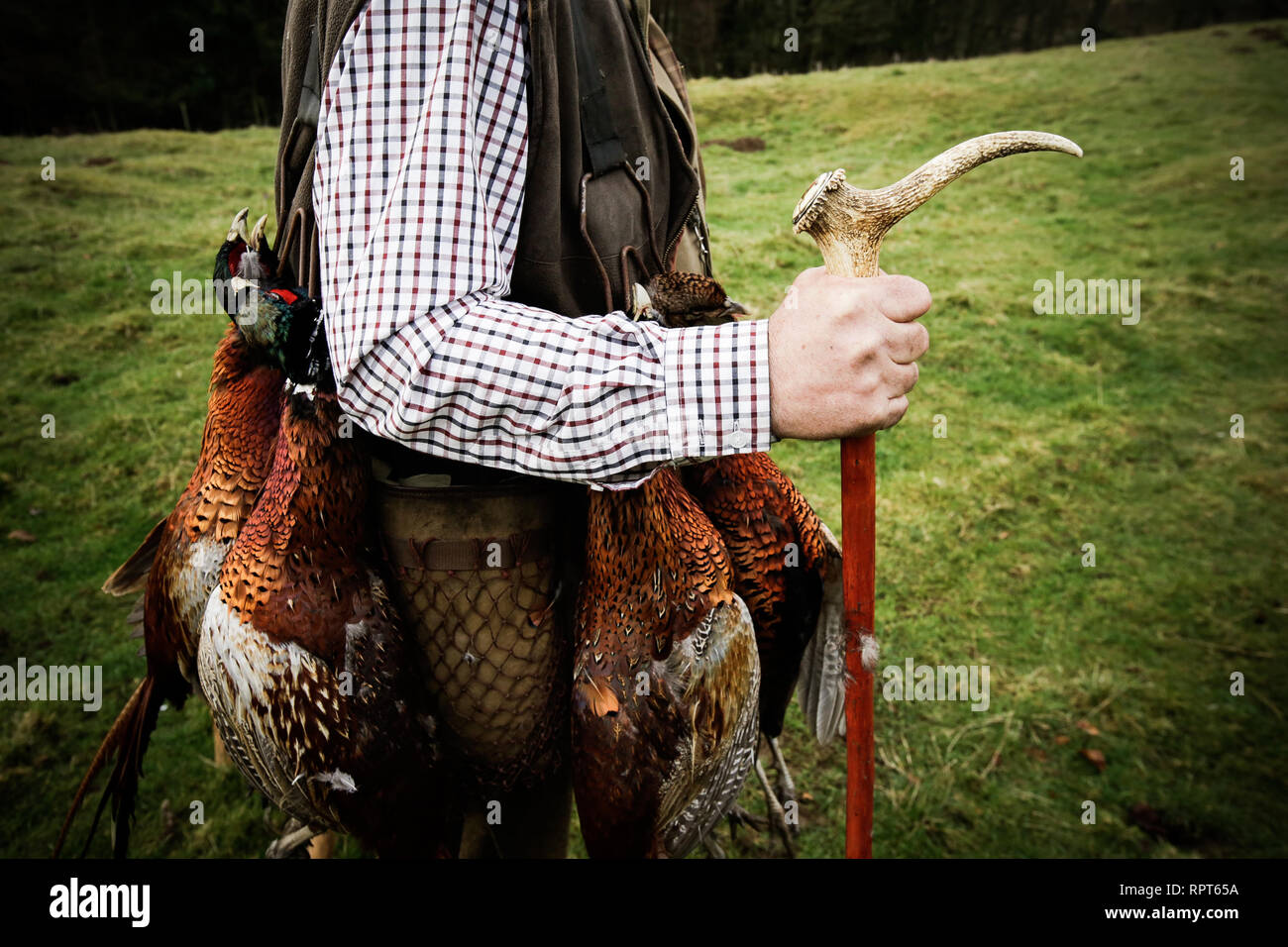 Pheasant shoot with gun dogs Stock Photo - Alamy