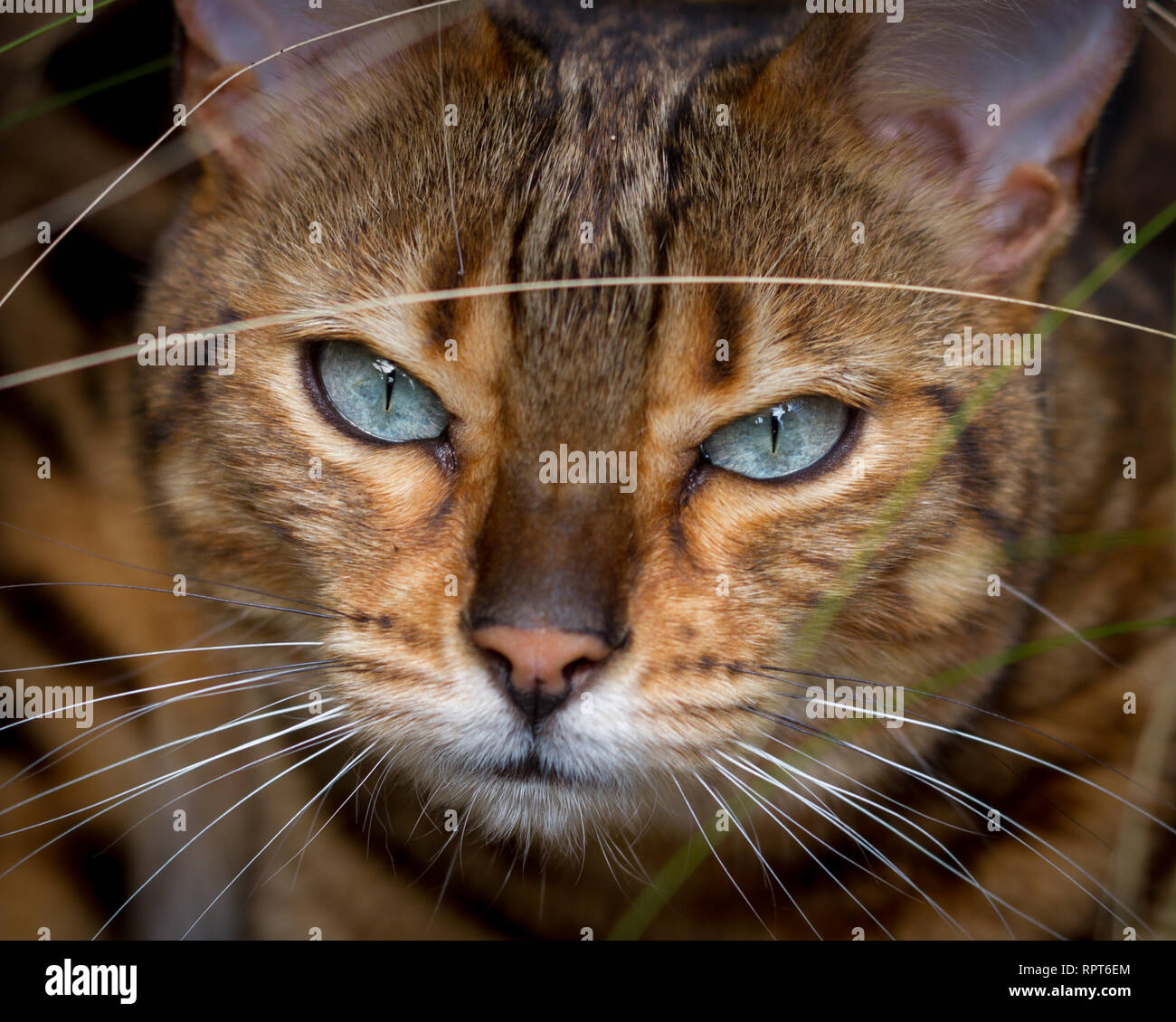 Tiger cat hi-res stock photography and images - Alamy