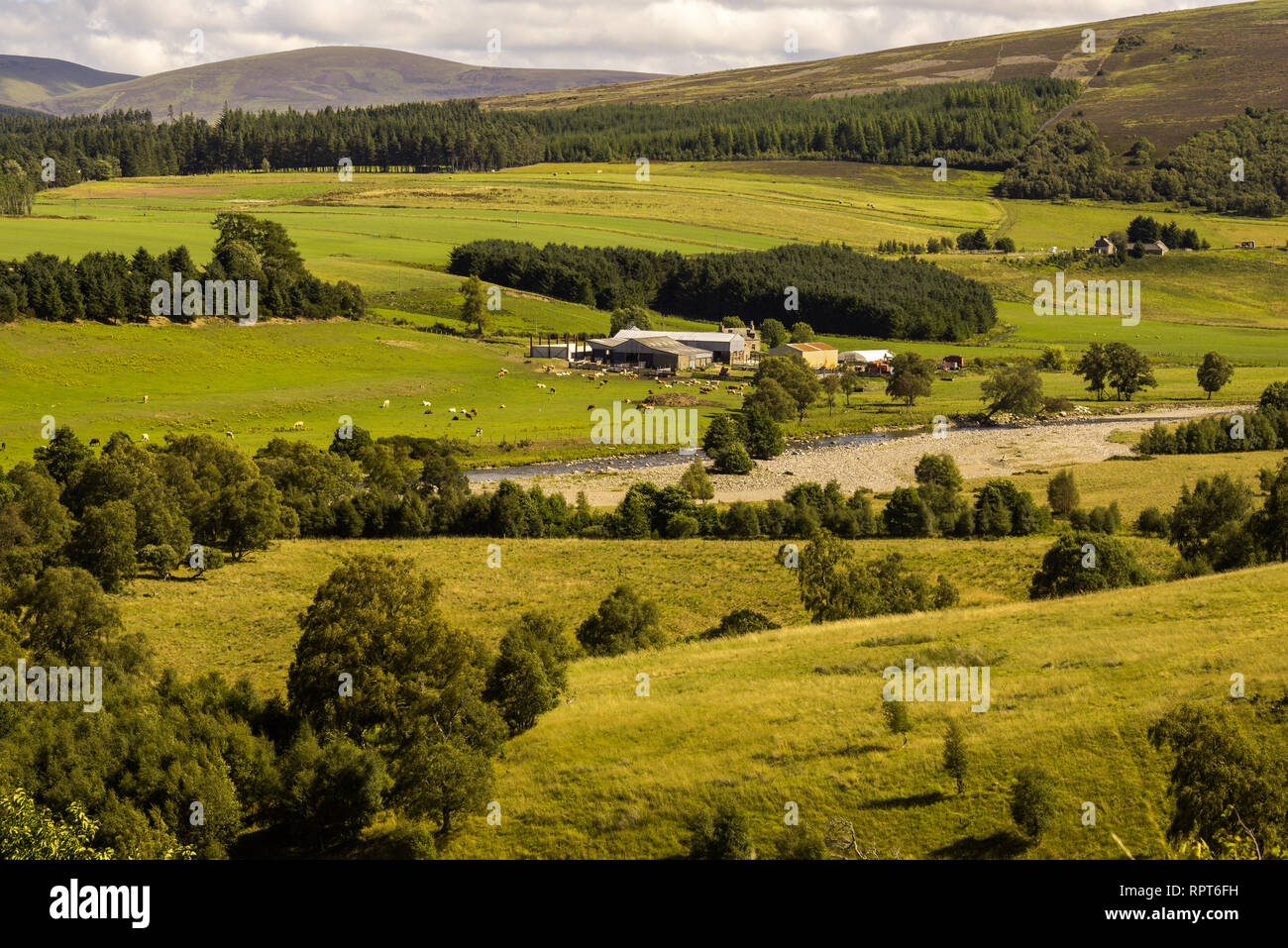 typical, rural landscape with farms, pastures, cattle Highlands ...