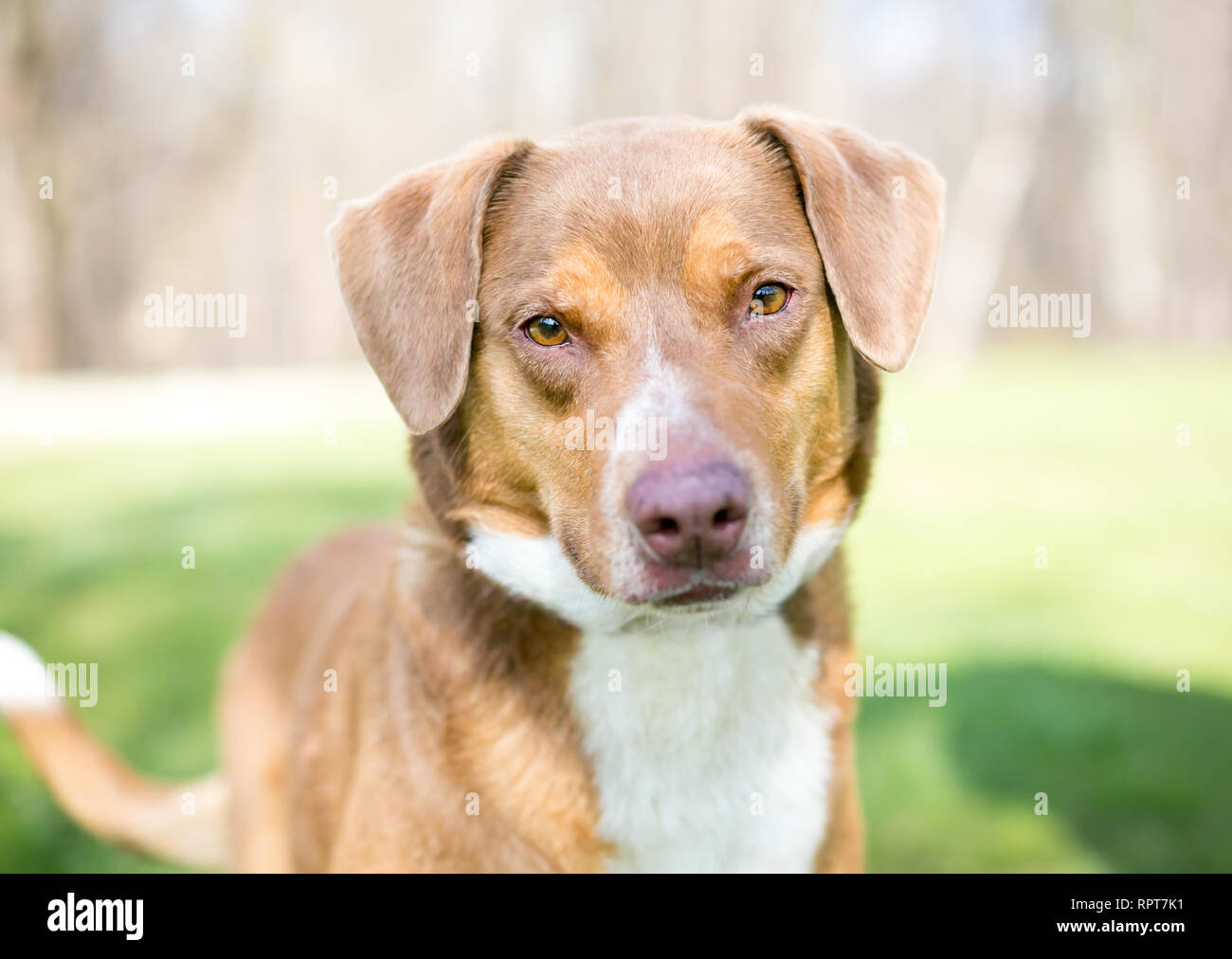 A red and white Retriever mixed breed dog outdoors Stock Photo - Alamy