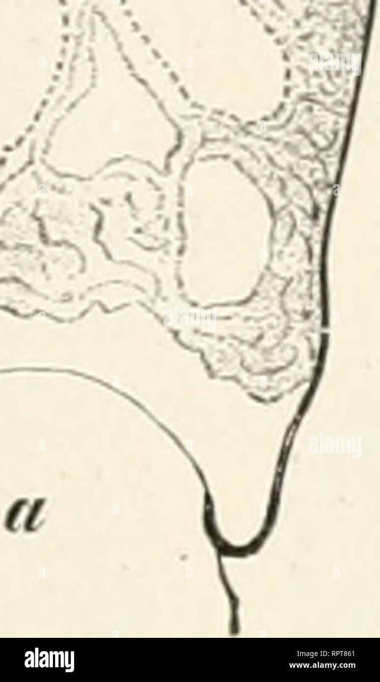 Reile hi-res stock photography and images - Alamy