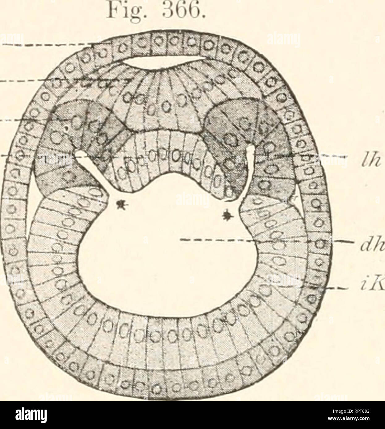 Tierklassen hi-res stock photography and images - Alamy