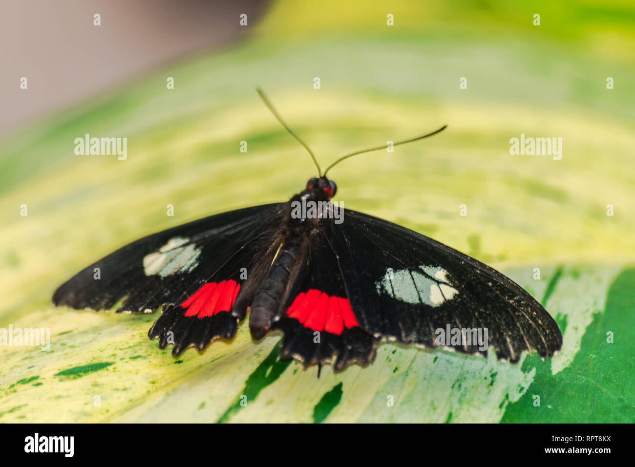 Iphidamas cattleheart butterfly (parides iphidamas), with open wings on ...