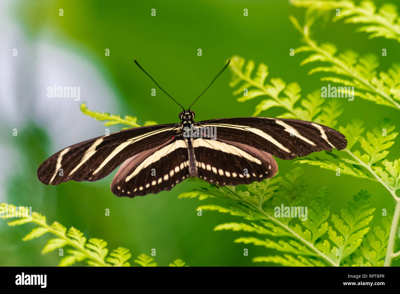 Zebra longwing butterfly (Heliconius charithonia), with open wings, on ...