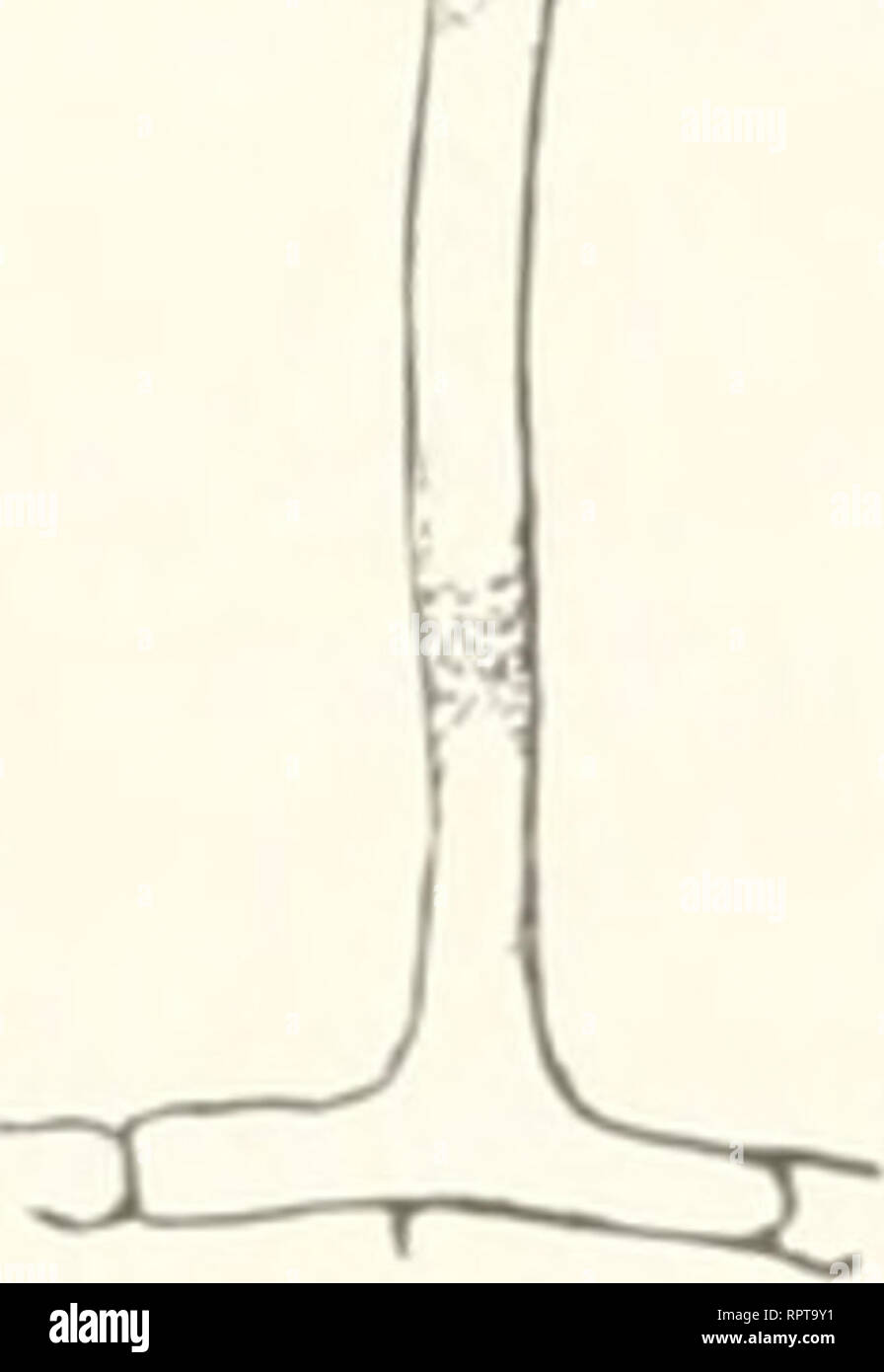 . Allgemeine Biologie. Cytology; Histology. IV Fig. 111 ...