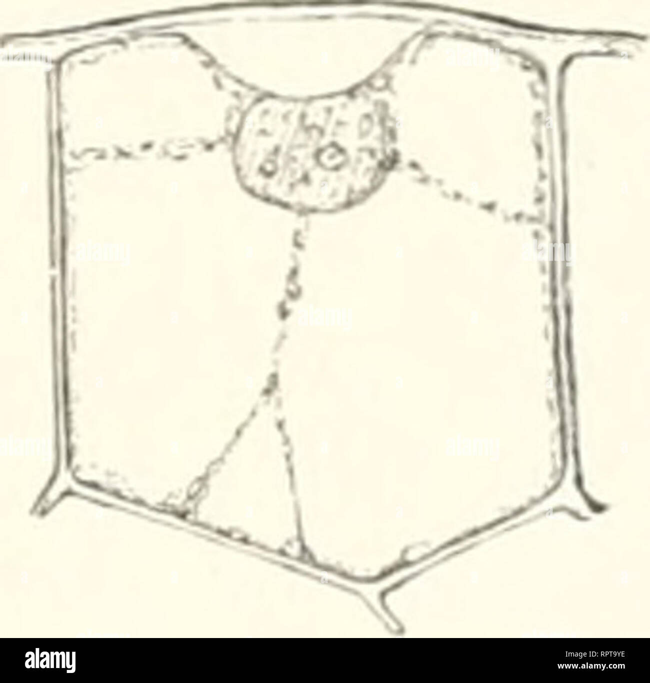 . Allgemeine Biologie. Cytology; Histology. IV Fig. 111 ...