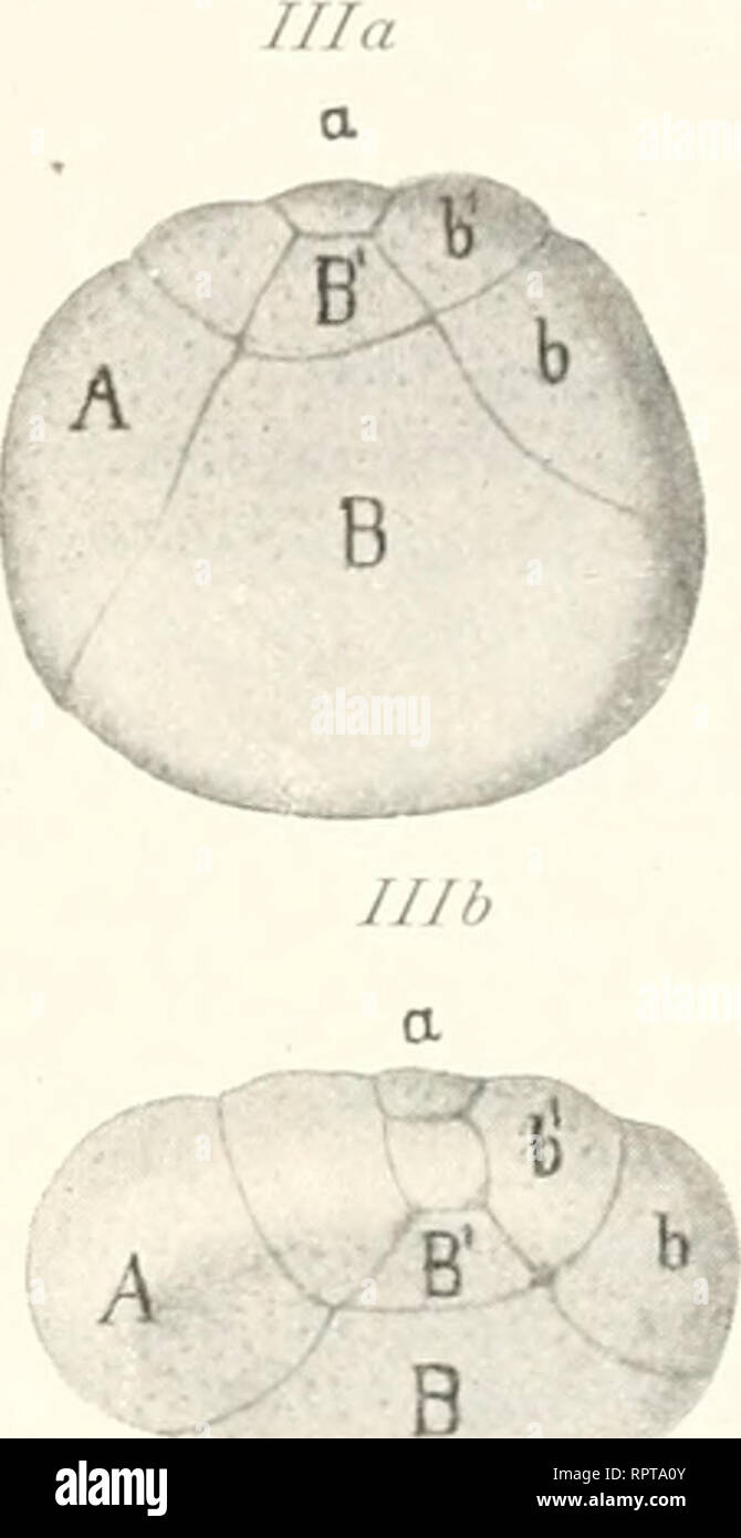 Vierteilung hi-res stock photography and images - Alamy
