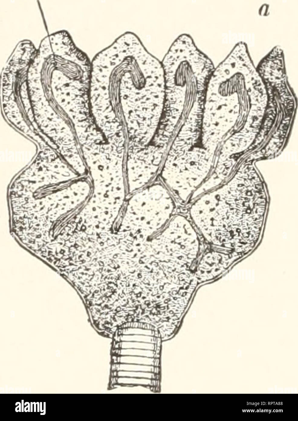 Podophrya gemmipara hi-res stock photography and images - Alamy