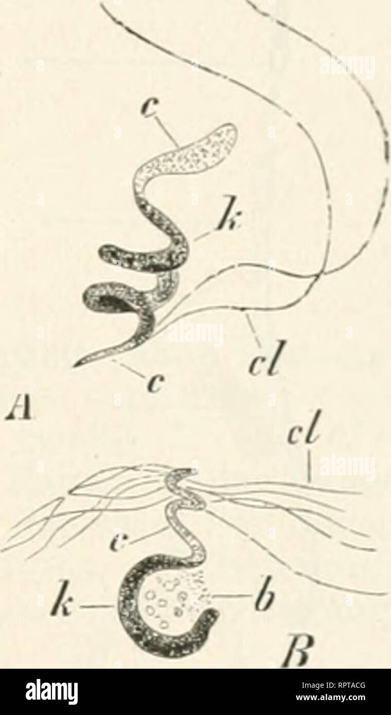 Chilomonas hi-res stock photography and images - Alamy