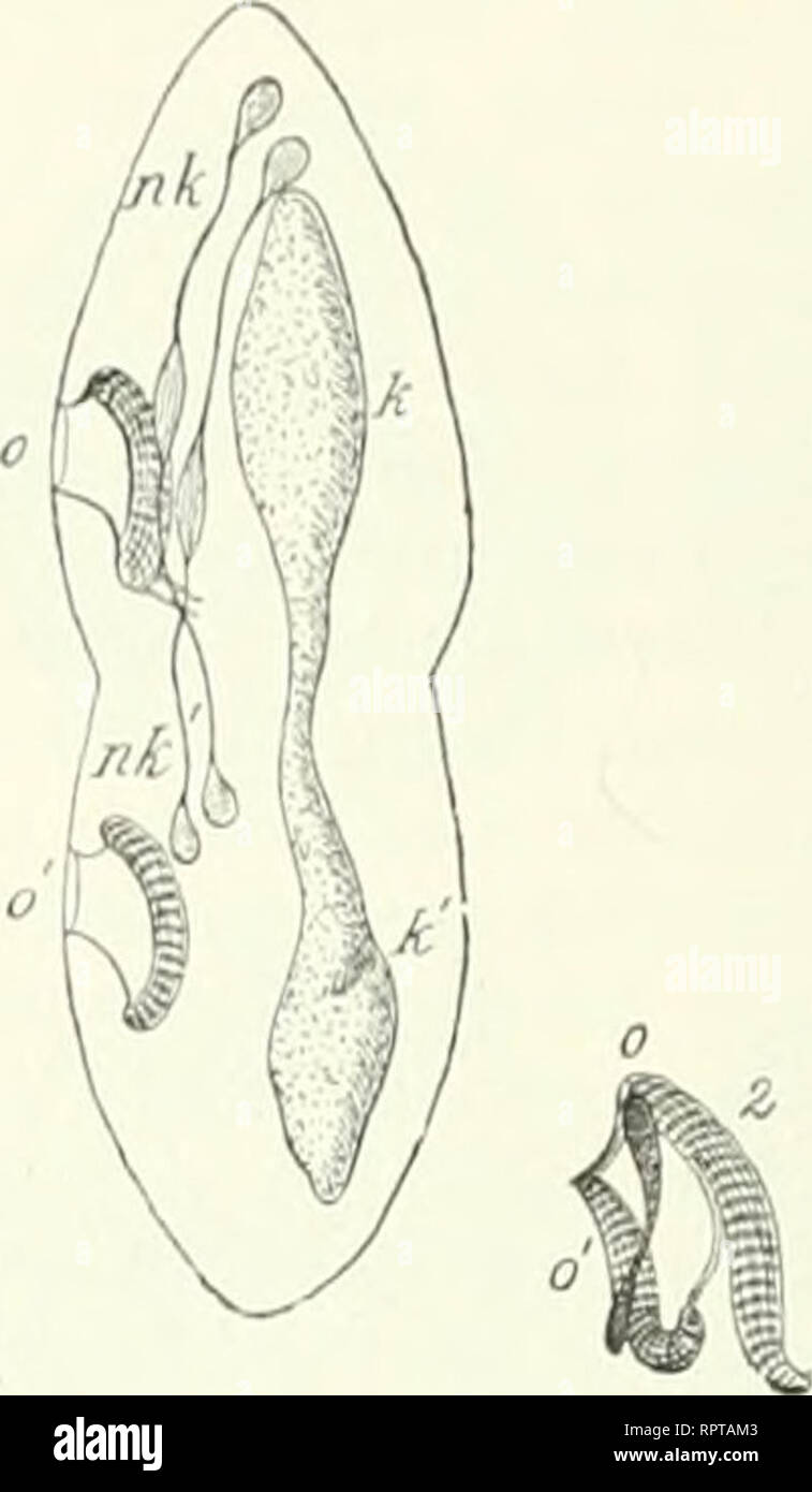 . Allgemeine Biologie. Biology; Cells. Fig. 297. Paramaecium caudatum ...